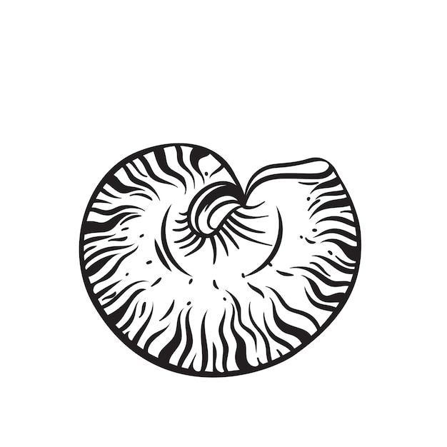 Captivating Nautilus Shell: A Striking Monochrome Masterpiece | Jiffy ...