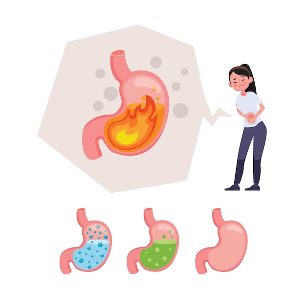 Vibrant Gastric Anatomy Collection: Explore the Colorful Complexity of ...