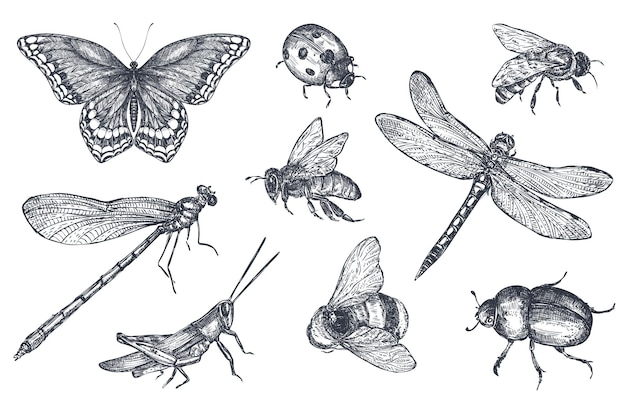 Delicate Winged Wonders: An Enchanting Insect Illustration Collection ...