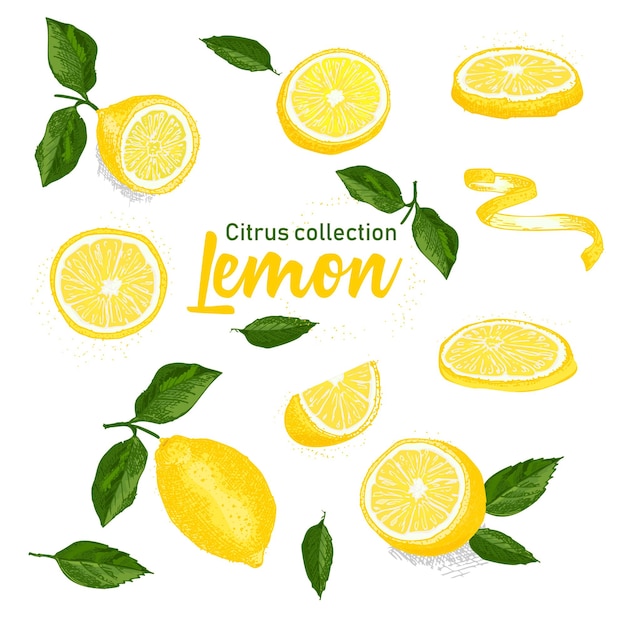 Vibrant Citrus Collection: Fresh and Zesty Lemons | Jiffy Designs