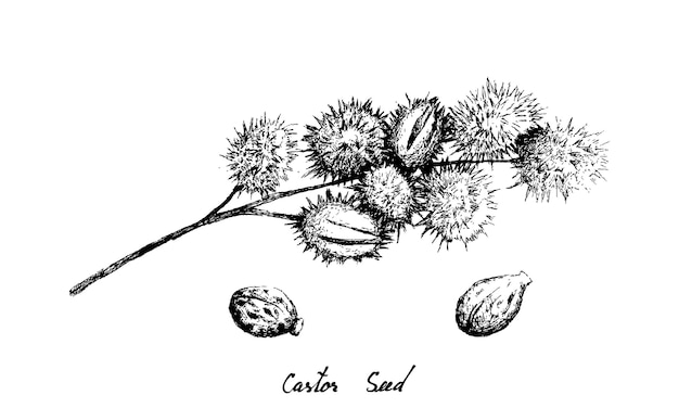 Detailed Sketch of Burr Fruits and Spiny Seed Pods | Jiffy Designs