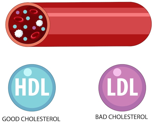 Vibrant Cholesterol Levels: Exploring the HDL and LDL Balance | Jiffy ...