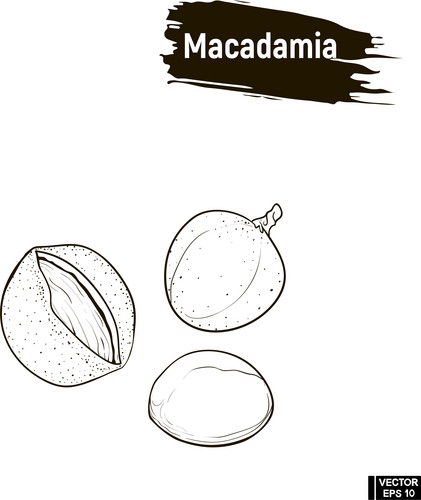 Outline Image Of Macadamia, Imitation Of Ink. Couture Hazelnuts . | Jiffy Designs