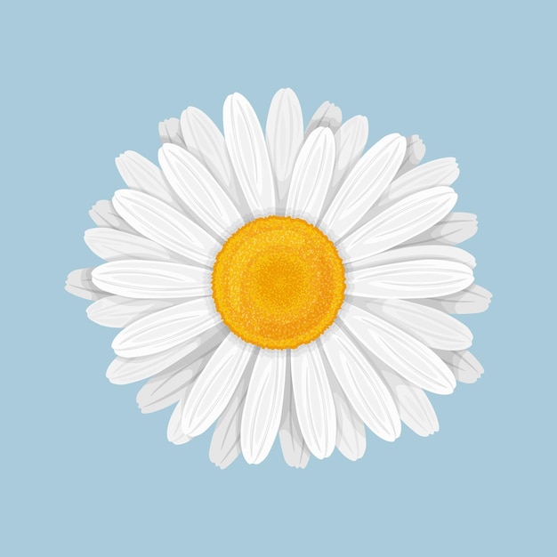 Minimalist Daisy Flower Illustration on Blue Background | Jiffy Designs