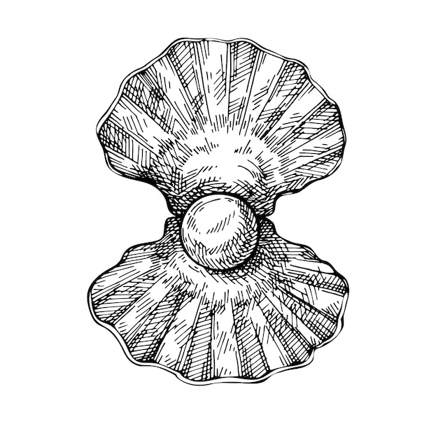 Intricate Shell Illustration with Radiant Patterns | Jiffy Designs
