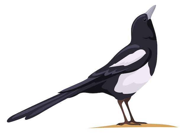 Stylized Black and White Magpie Bird Illustration | Jiffy Designs