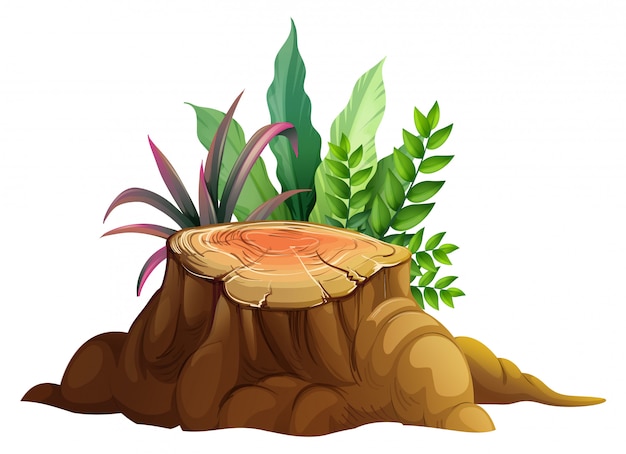 Vibrant Tropical Foliage Flourishes on Rustic Tree Stump | Jiffy Designs