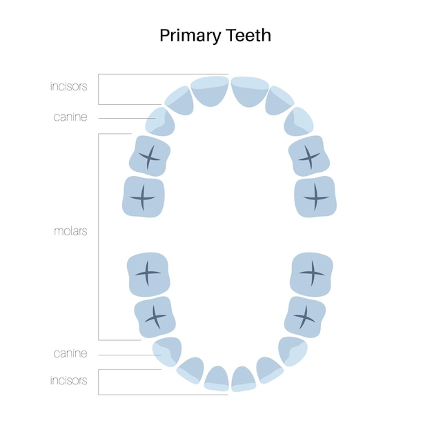 Diagram of Primary Teeth Development in Young Children | Jiffy Designs