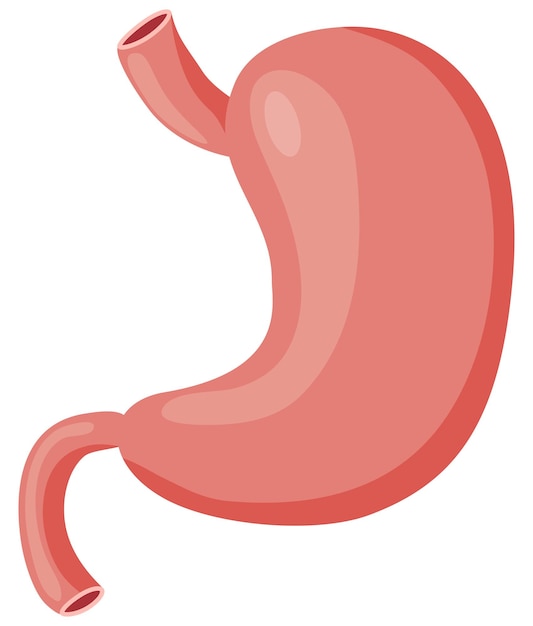 Vibrant Coral Stomach Organ Illustration | Jiffy Designs
