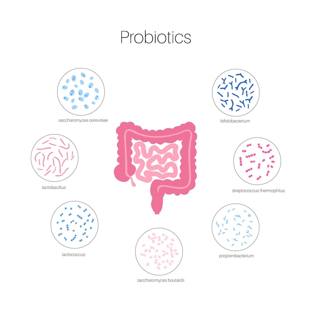 Exploring the Gut: A Colorful Guide to Probiotics | Jiffy Designs