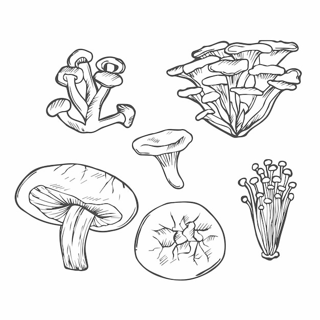Enchanting Fungal Collection: Diverse Mushroom Illustrations for ...