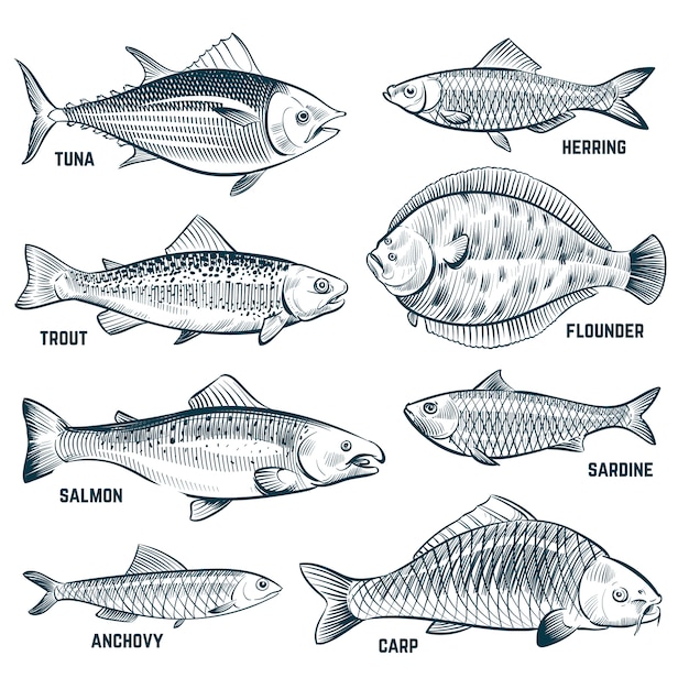 Diverse Collection of Detailed Fish Illustrations for Versatile Design ...