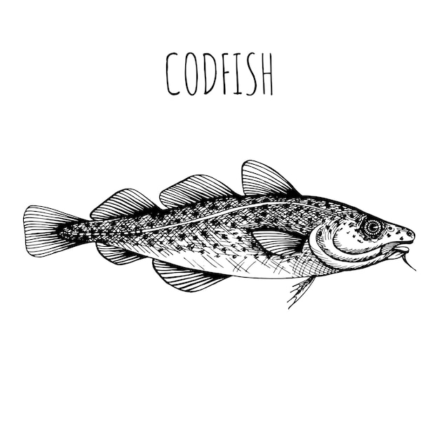 Detailed Illustration of a Captivating Codfish | Jiffy Designs