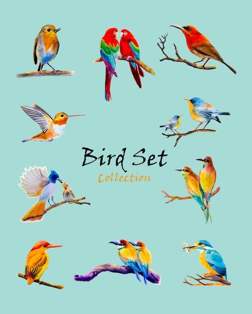 Vibrant Bird Collection: Diverse Avian Illustrations for Versatile ...