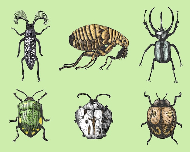 Vibrant Insect Illustrations: Beetles, Bugs, and Creepy Crawlers ...