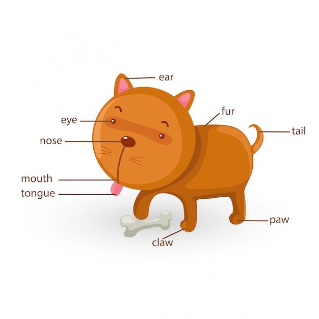 Illustrated Diagram of an Adorable Orange Tabby Cat | Jiffy Designs