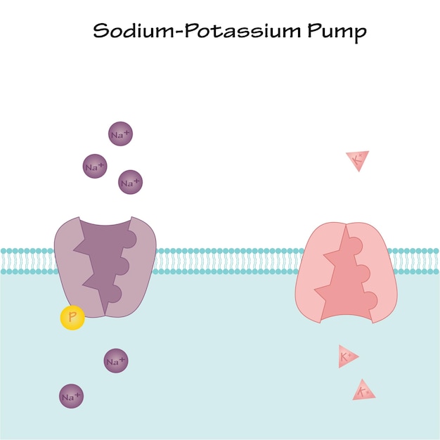 Colorful Sodium-Potassium Pump Illustration with Geometric Shapes ...