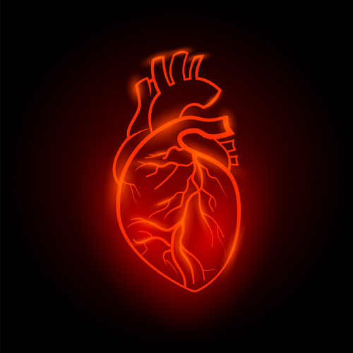 Red Neon Human Heart Illustration. Anatomical Human Heart With Red Line ...