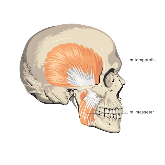 Detailed Anatomical Illustration of the Human Skull and Muscles | Jiffy ...