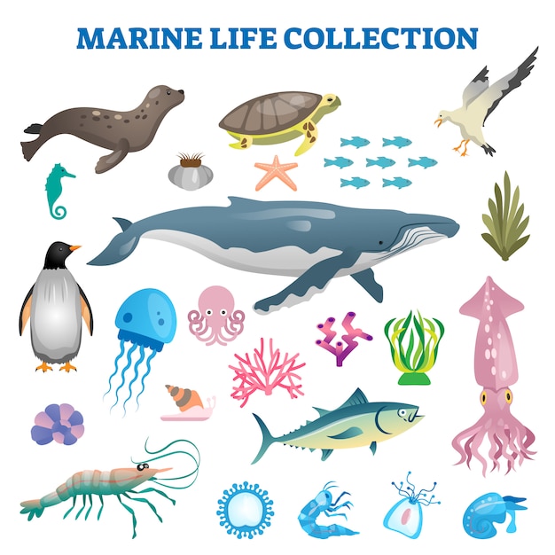 Vibrant Marine Life Collection: Diverse Aquatic Creatures and Elements ...