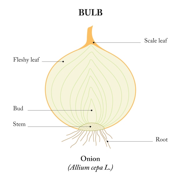 Detailed Illustration of a Vibrant Onion with Labeled Parts | Jiffy Designs