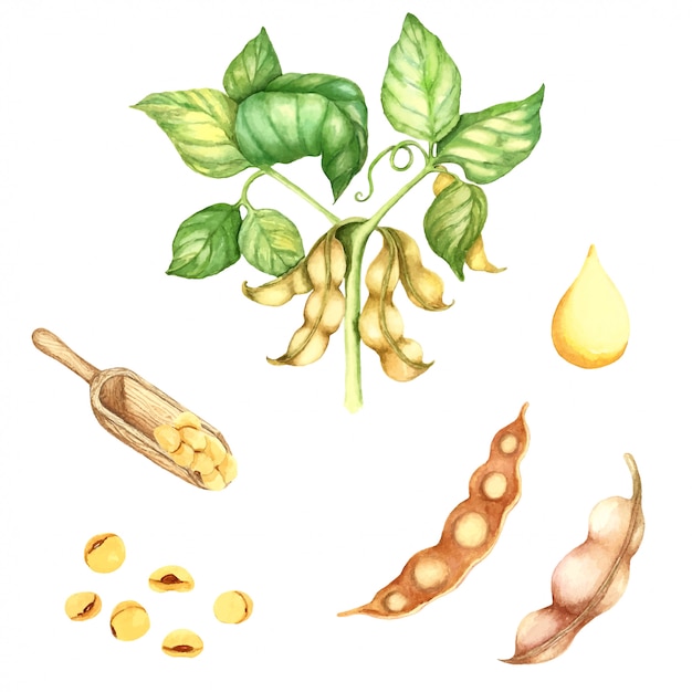 Vibrant Botanical Illustration of Edible Legume and Seeds | Jiffy Designs
