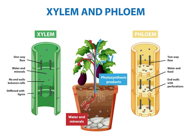 Vibrant Xylem and Phloem Illustration Showcasing Plant Transport Systems | Jiffy Designs