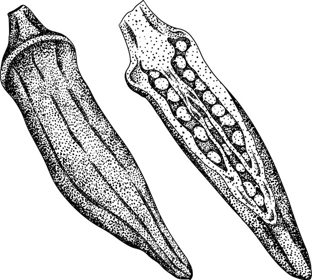 Detailed Illustration of Insect Wings in Stippled Style | Jiffy Designs
