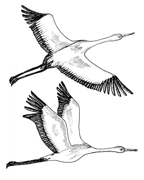 Soaring Cranes Ink Drawing with Graceful Wing Movements | Jiffy Designs