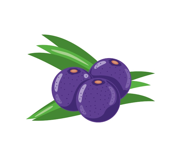 Vibrant Purple Acai Berries with Fresh Foliage | Jiffy Designs