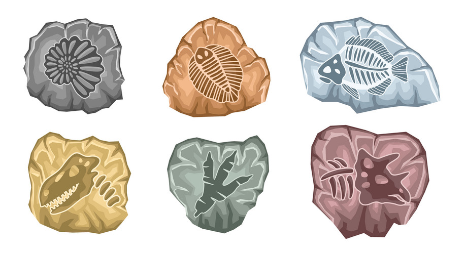Archeologic Fossil Dig Set. Ancient Prehistoric Fossils With Dinosaur ...