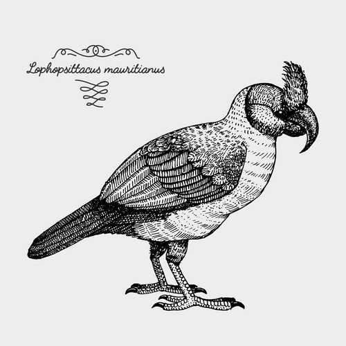 Hand Drawn Vector Realistic Bird, Sketch Graphic Style, Extinct Species ...