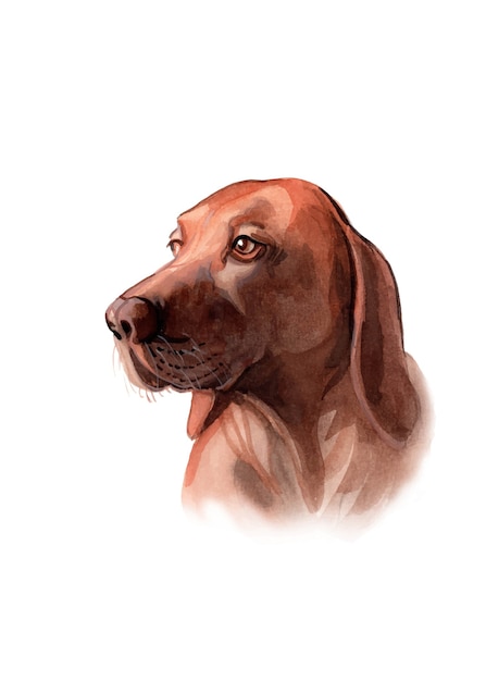 Loyal Companion: A Majestic Bloodhound's Expressive Portrait | Jiffy ...