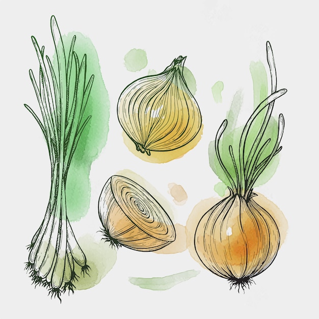 Vibrant Onion Illustration with Detailed Textures | Jiffy Designs