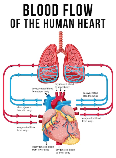 Detailed Diagram Illustrating the Intricate Circulatory System of the ...