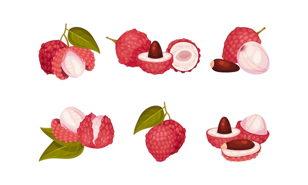 Vibrant Lychee Fruit Illustrations with Leaves and Seeds | Jiffy Designs