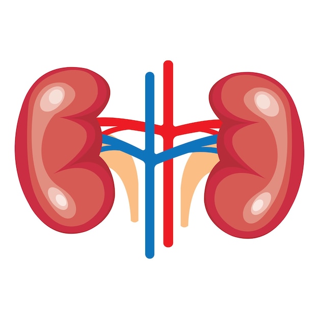 Vibrant Anatomical Kidneys with Intersecting Shapes and Colors | Jiffy ...