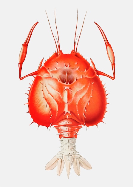 Vibrant Crustacean Closeup: Detailed Lobster Portrait | Jiffy Designs