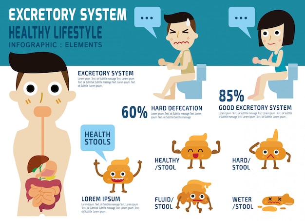 Vibrant Infographic Showcasing Healthy Excretory System Functions ...