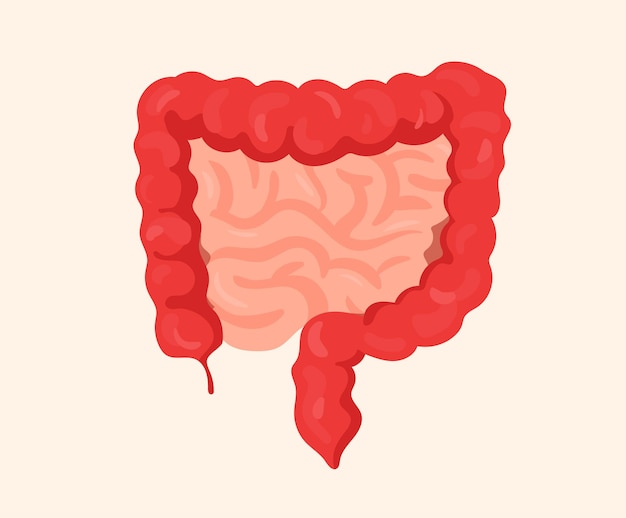 Vibrant Intestinal Illustration for Medical Insights | Jiffy Designs