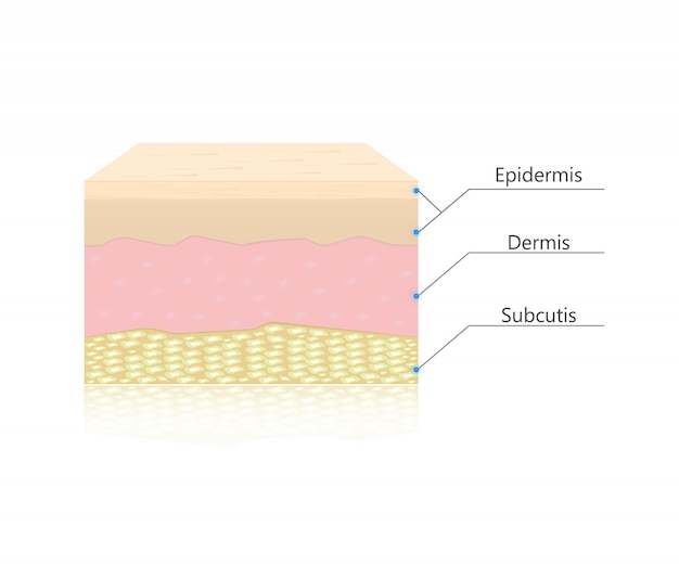 Detailed Diagram of Skin Layers: Epidermis, Dermis, Subcutis | Jiffy ...