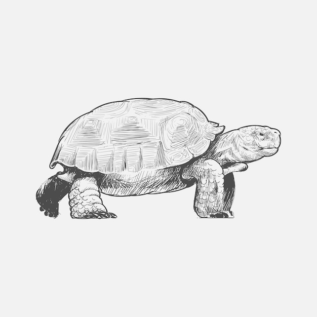 Intricate Pencil Sketch of a Lumbering Tortoise | Jiffy Designs