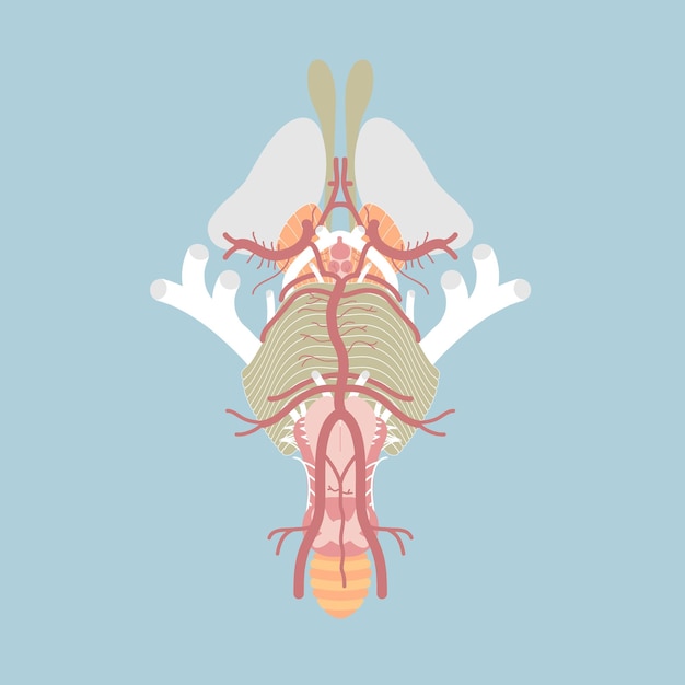 Vibrant Anatomical Illustration of a Lobster's Internal Structure ...