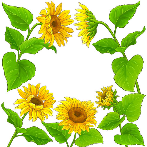 Sunflower Vector Frame On White Background | Jiffy Designs