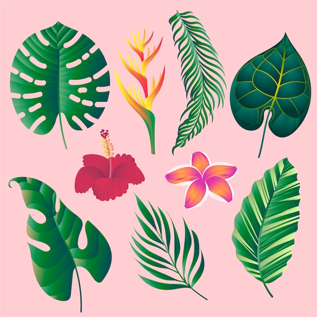 Vibrant Tropical Leaf and Flower Collection | Jiffy Designs