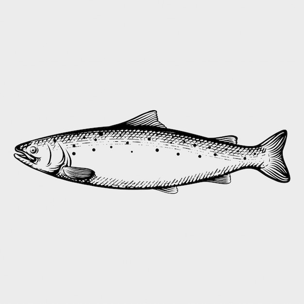 Detailed Illustration of a Freshwater Trout Fish | Jiffy Designs