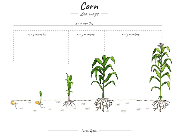 Vibrant Corn Plant Life Cycle in Botanical Illustration | Jiffy Designs