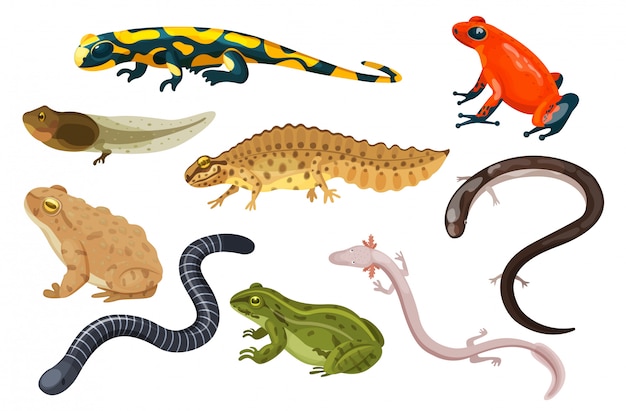 Vibrant Collection of Diverse Reptilian and Amphibian Creatures | Jiffy ...
