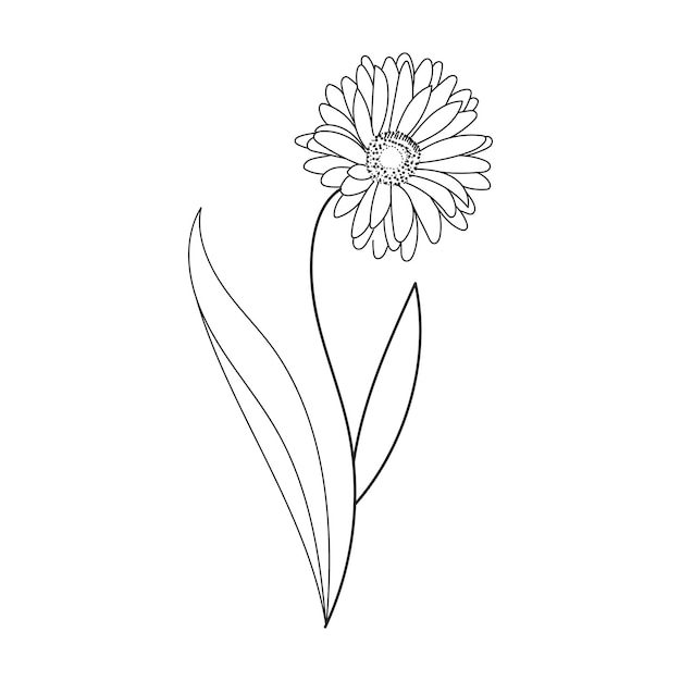Delicate Daisy Sketch with Intricate Line Details | Jiffy Designs
