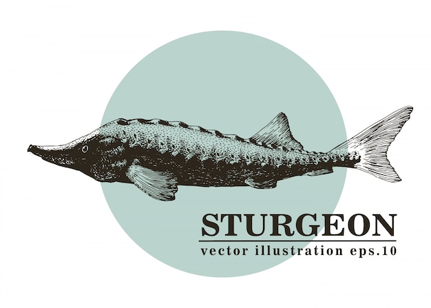 Majestic Sturgeon: A Captivating Aquatic Illustration | Jiffy Designs